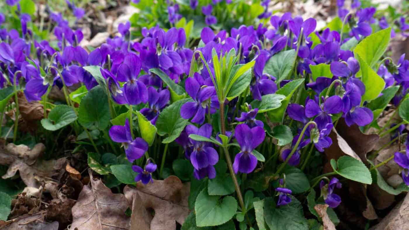 Violet Flower: How to Plant, Grow, and Care for Viola