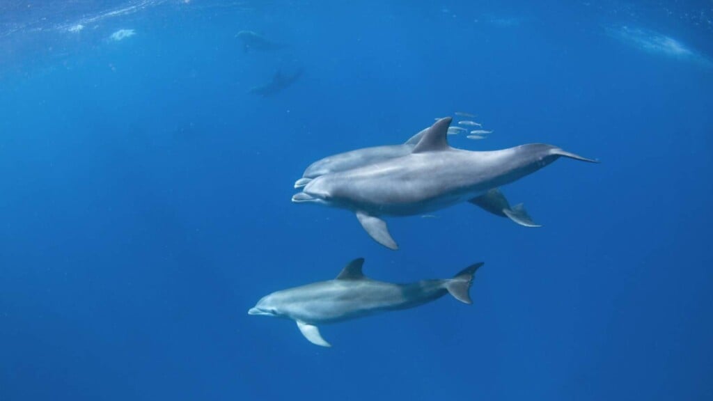 20 Smartest Animals in the World (And What Makes Them Smart)