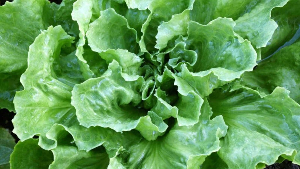 Endive: What is It, How Is It Grown, And How to Cook It