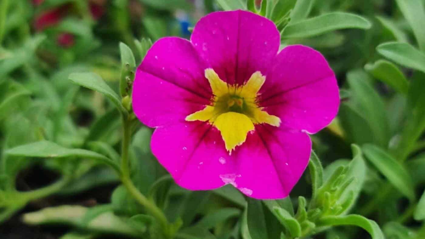 Calibrachoa: How to Plant, Grow, and Care for Million Bells®