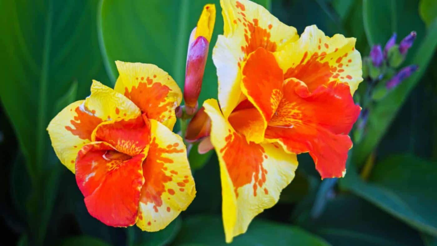 Canna Lily Guide: How to Grow and Care for Canna Bulbs