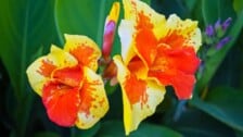 Canna Lily Guide: How to Grow and Care for Canna Bulbs