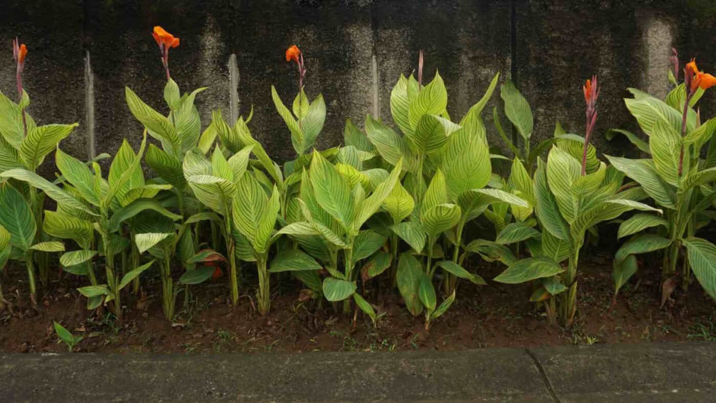 Canna Lily Guide: How to Grow and Care for Canna Bulbs
