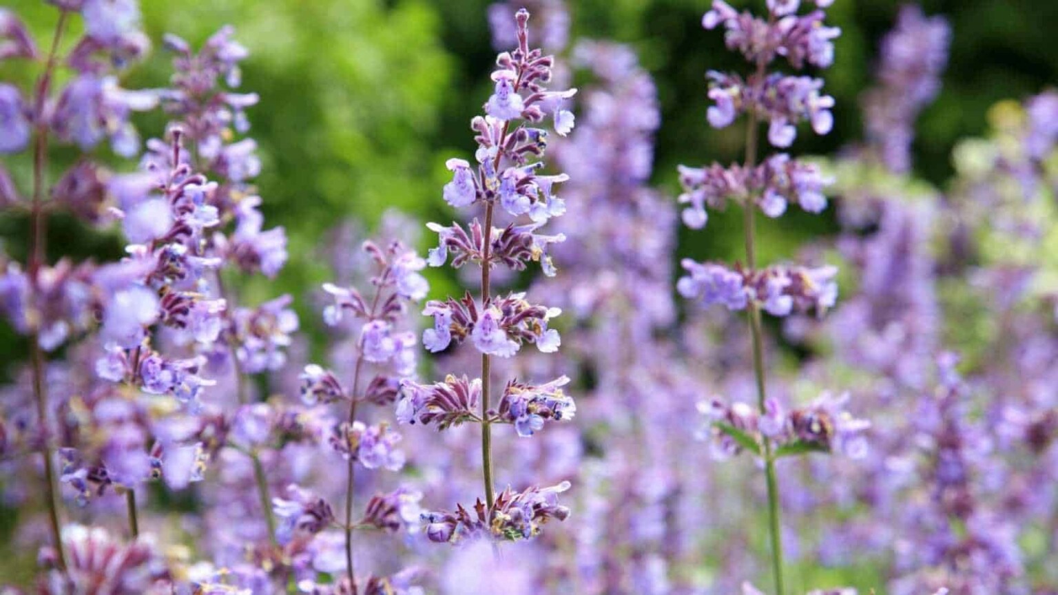 Easy to Grow Flowers: 10 Kinds of Flowers Anyone Can Grow