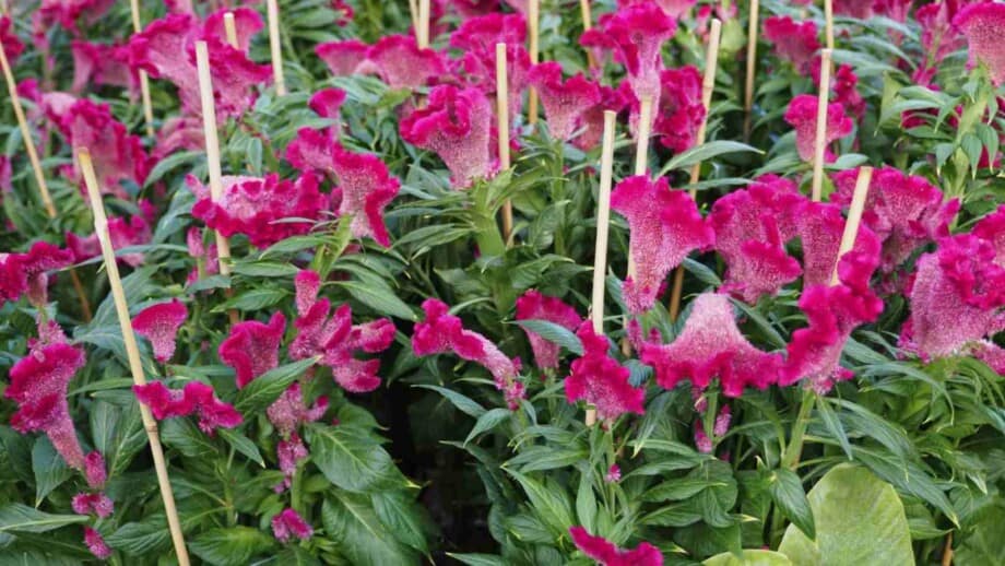Celosia: How to Plant, Grow, and Care for Celosia Plants