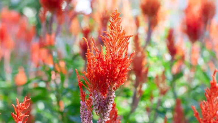 Celosia: How to Plant, Grow, and Care for Celosia Plants