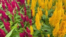 Celosia: How to Plant, Grow, and Care for Celosia Plants