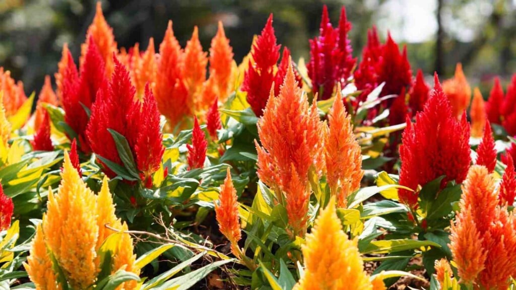 Celosia: How to Plant, Grow, and Care for Celosia Plants