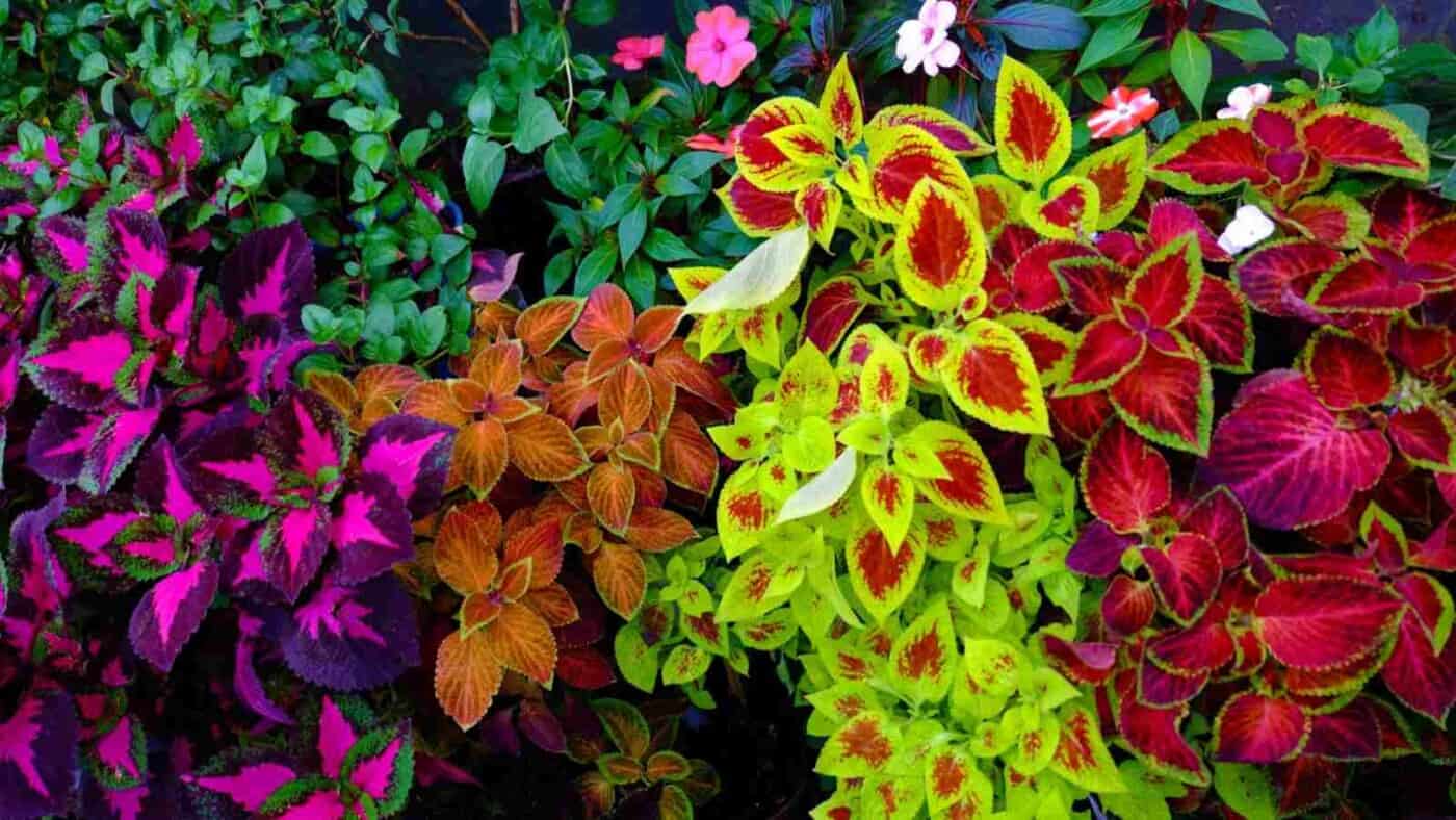 Easy to Grow Flowers: 10 Kinds of Flowers Anyone Can Grow