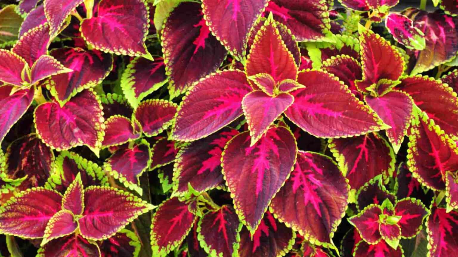 Coleus Guide: How to Grow and Care for Coleus Plants