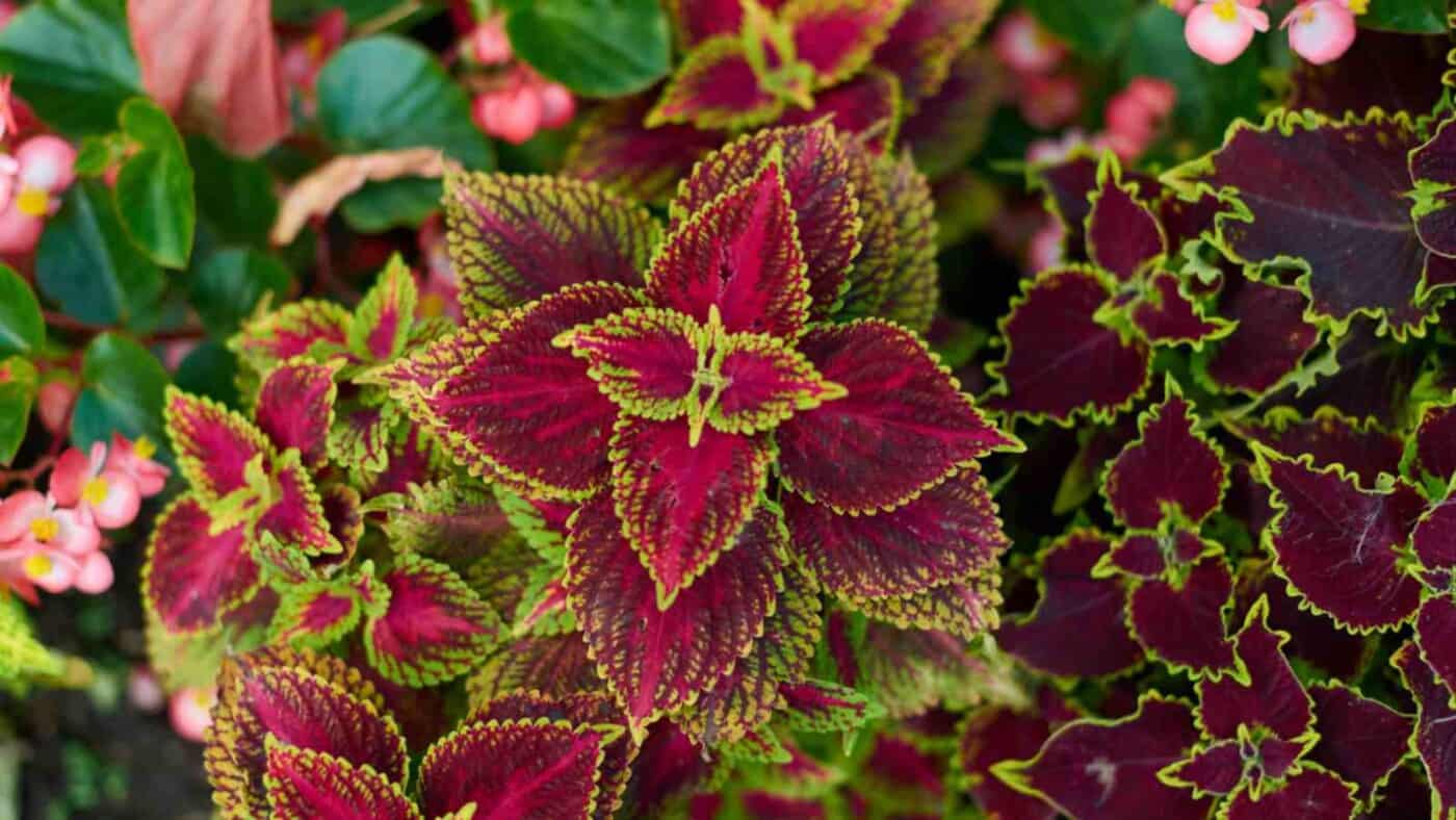 Coleus Guide: How to Grow and Care for Coleus Plants