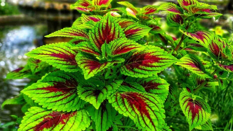 Coleus Guide: How to Grow and Care for Coleus Plants