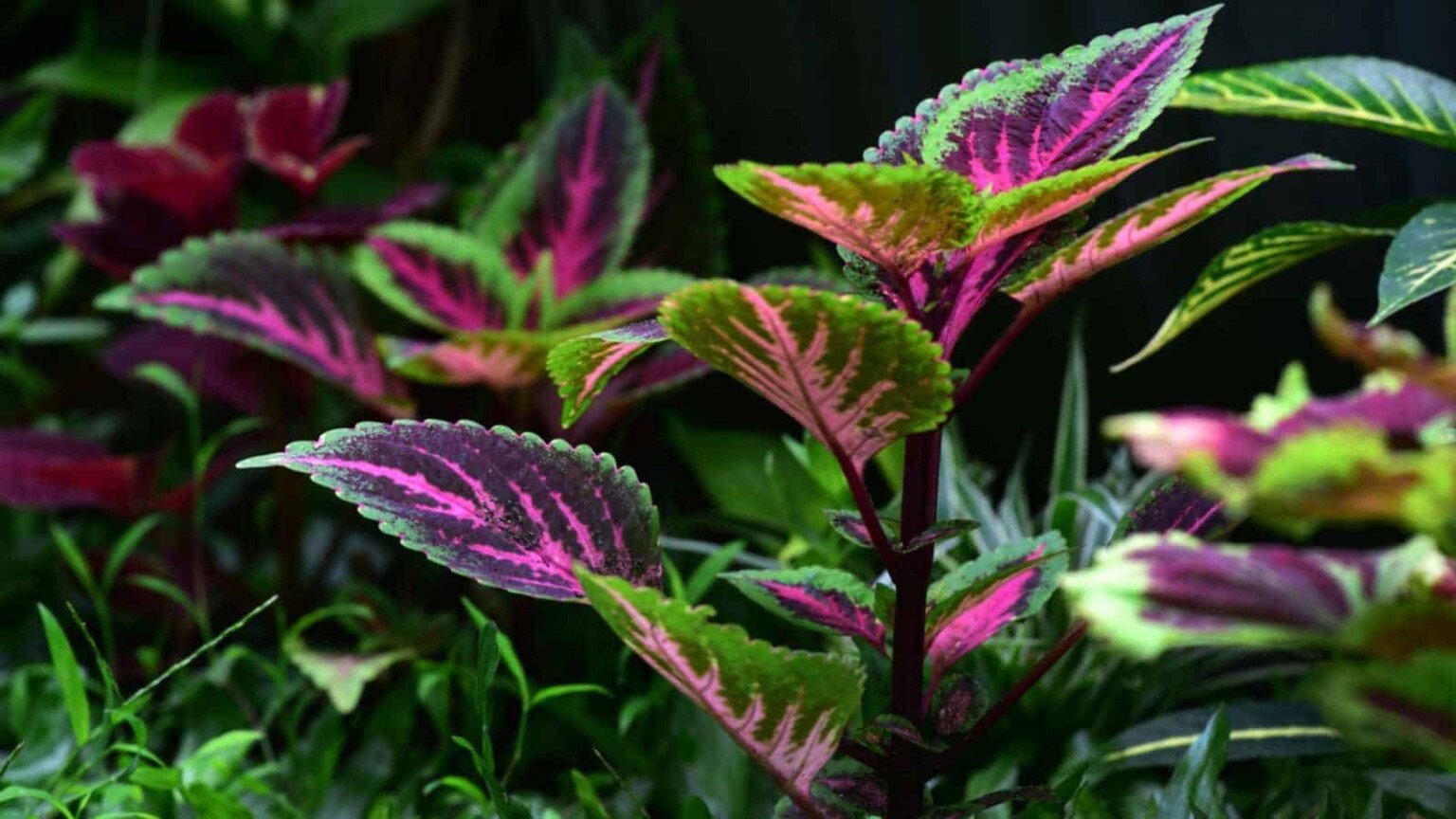 Coleus Guide: How to Grow and Care for Coleus Plants