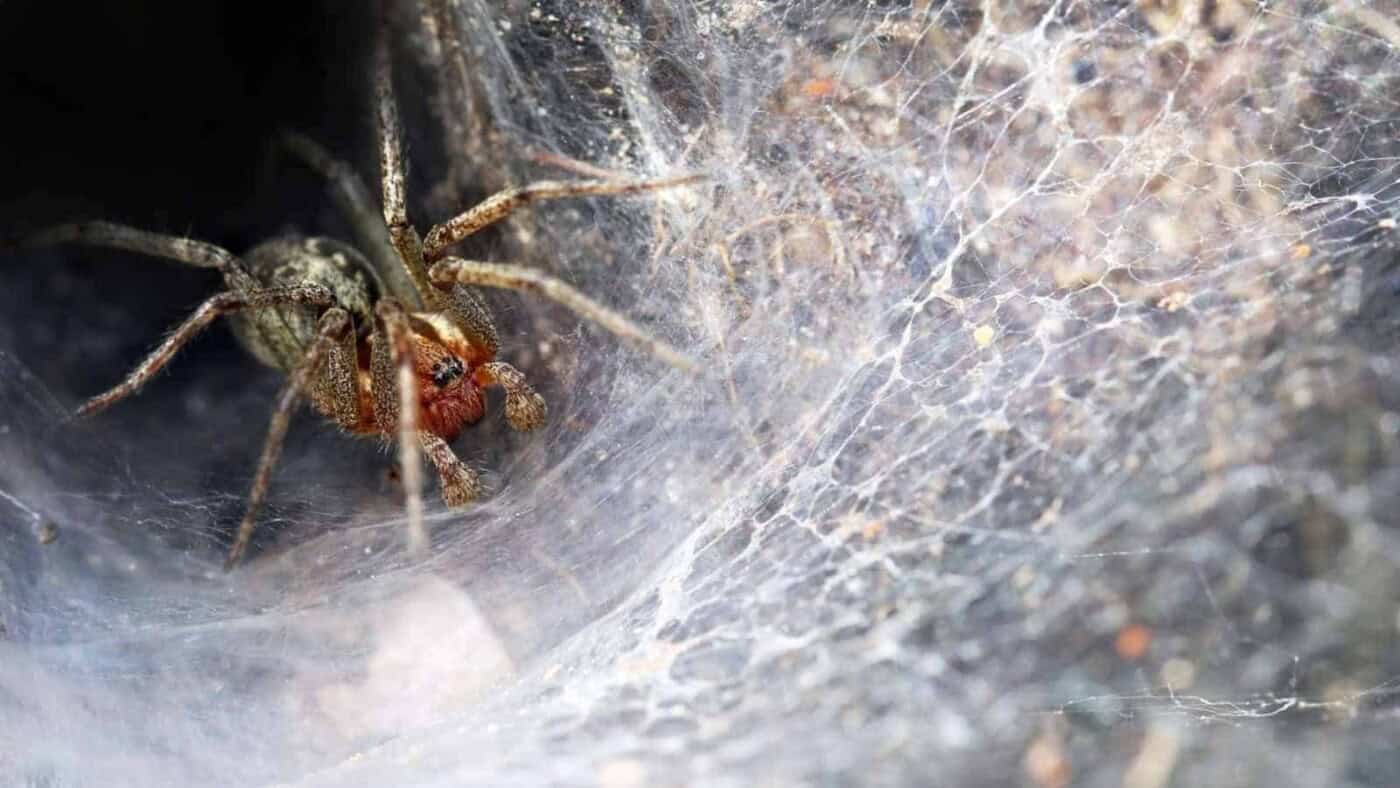 Grass Spiders: Are They Dangerous and How to Get Rid of Them