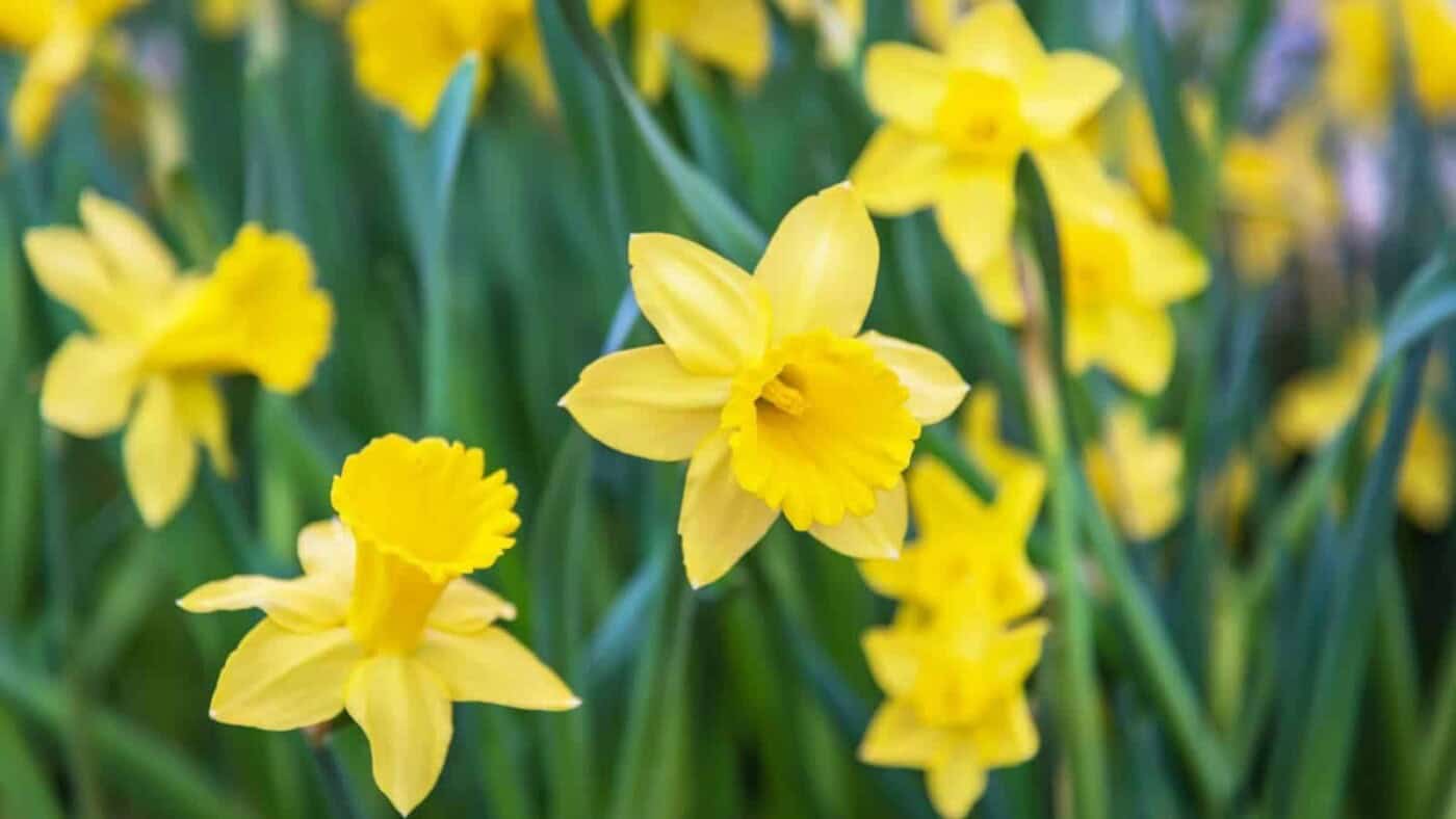 The 32 Best Spring Flowers to Plant in Your Home Garden