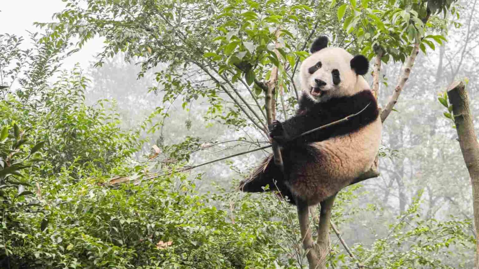 The 20 Dumbest Animals in the World (Updated for 2024)