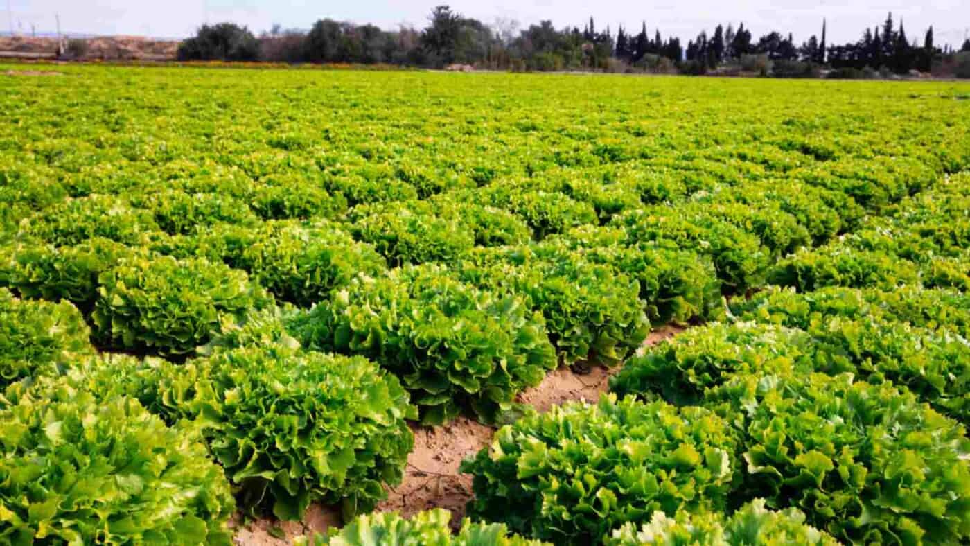 Endive: What is It, How Is It Grown, And How to Cook It