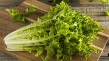 Endive: What is It, How Is It Grown, And How to Cook It