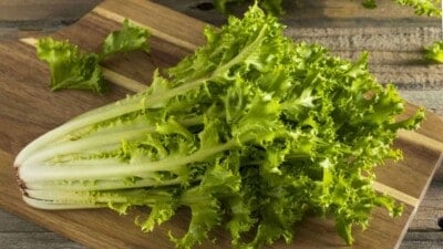 Endive: What is It, How Is It Grown, And How to Cook It