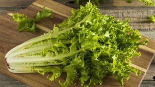 Endive: What is It, How Is It Grown, And How to Cook It