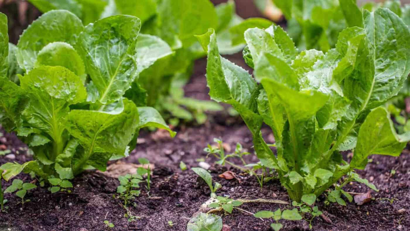 Endive: What is It, How Is It Grown, And How to Cook It