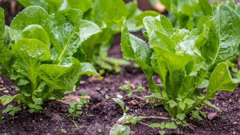 Endive: What is It, How Is It Grown, And How to Cook It