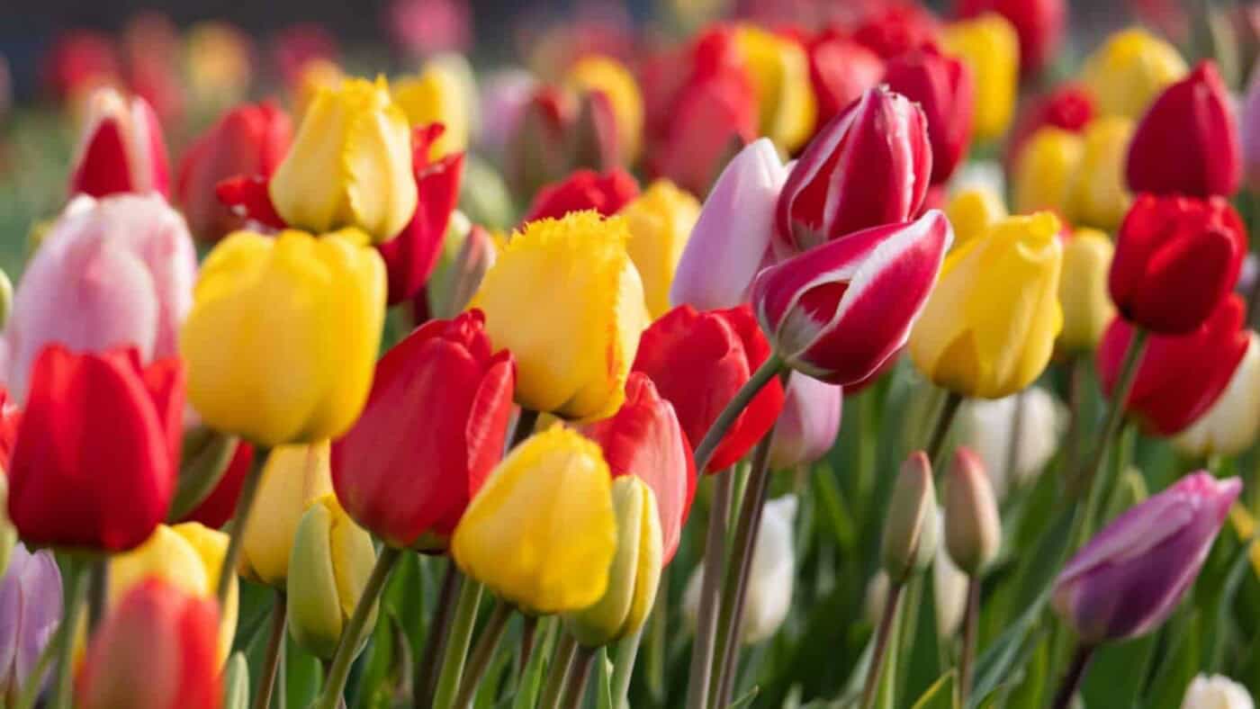 The 32 Best Spring Flowers to Plant in Your Home Garden