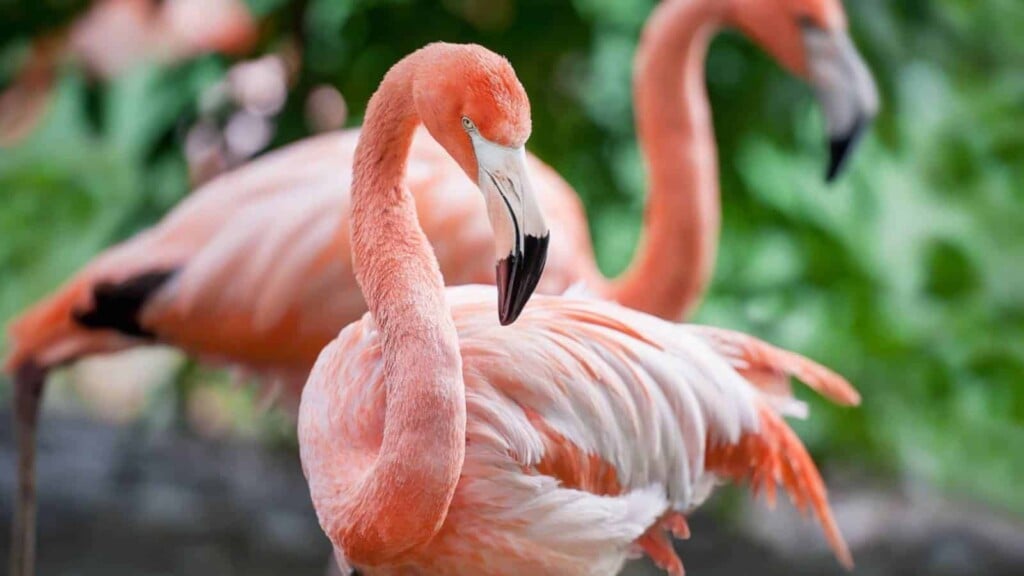 The 20 Dumbest Animals in the World (Updated for 2024)