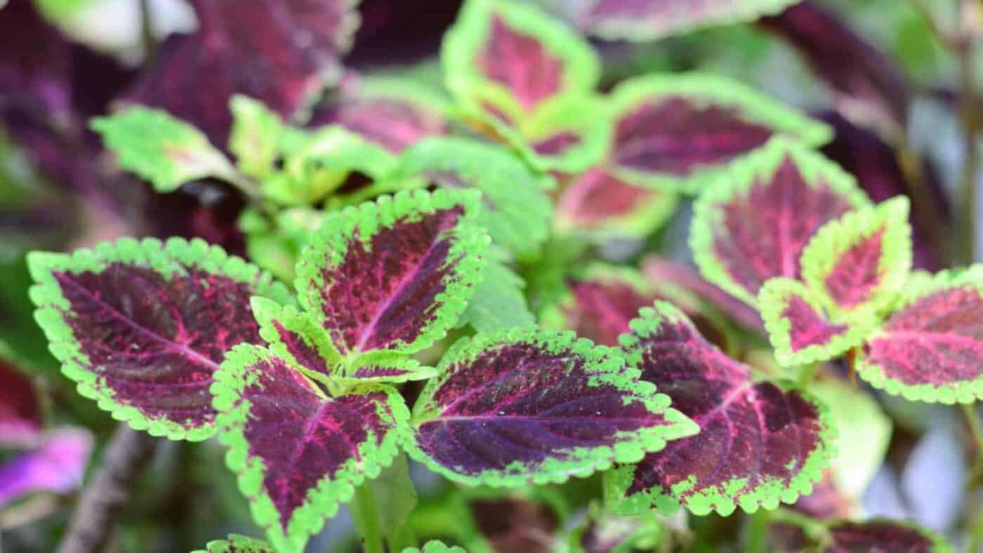Coleus Guide: How to Grow and Care for Coleus Plants