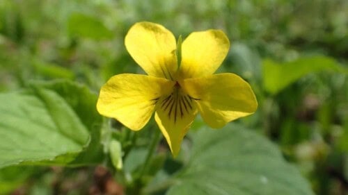 Violet Flower: How to Plant, Grow, and Care for Viola