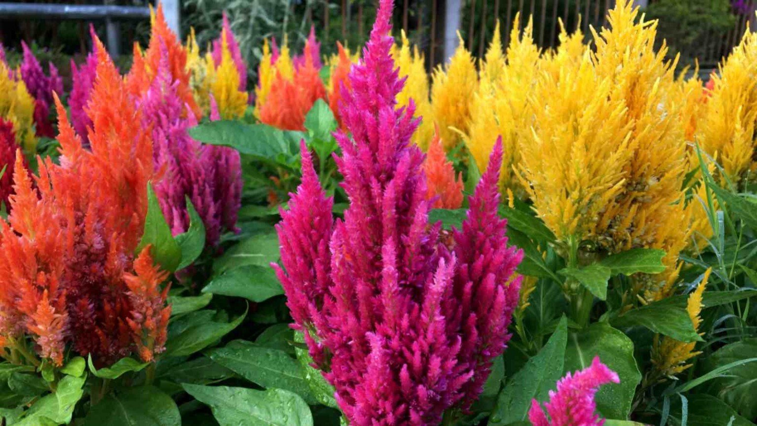 Celosia: How to Plant, Grow, and Care for Celosia Plants