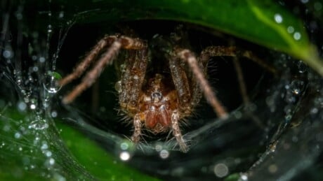 Grass Spiders: Are They Dangerous and How to Get Rid of Them