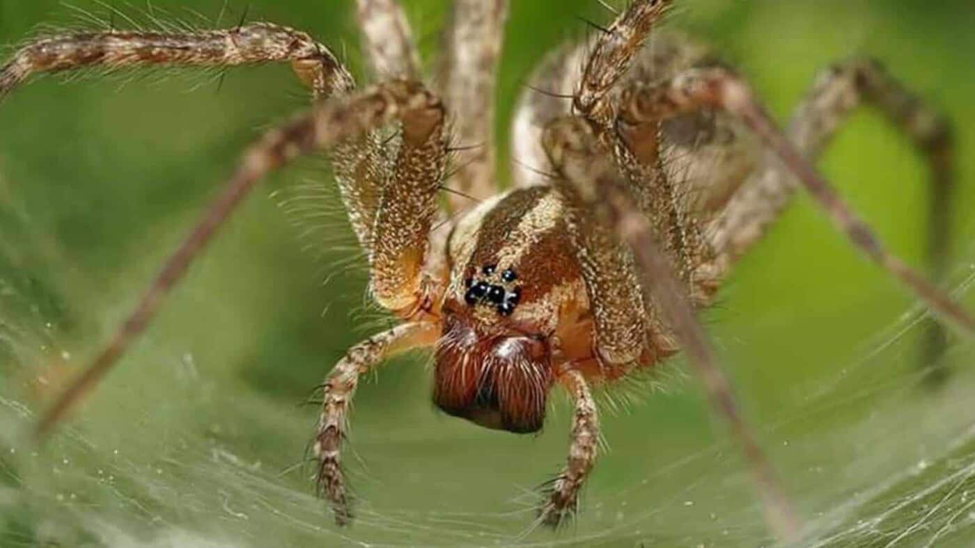 Grass Spiders: Are They Dangerous and How to Get Rid of Them