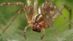 Grass Spiders: Are They Dangerous and How to Get Rid of Them