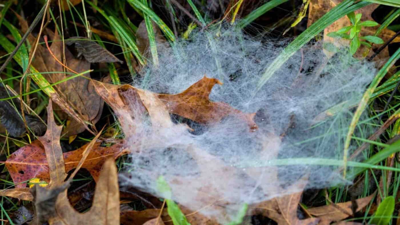 Grass Spiders: Are They Dangerous and How to Get Rid of Them
