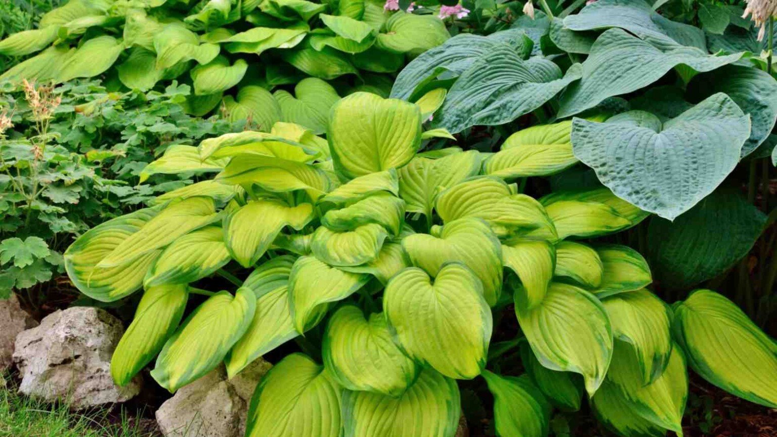 Hostas: How to Plant, Grow, and Care for Hosta Plants