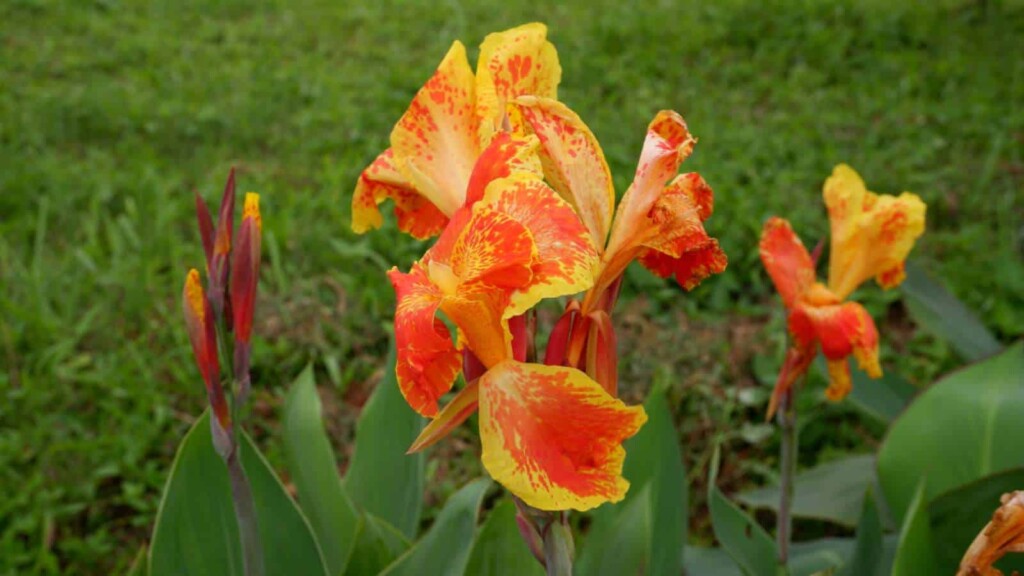 Canna Lily Guide: How to Grow and Care for Canna Bulbs
