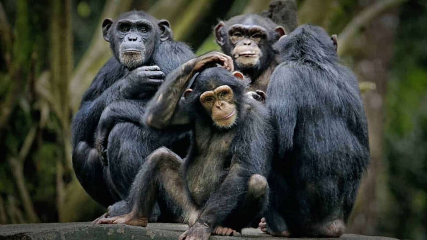 20 Smartest Animals in the World (And What Makes Them Smart)