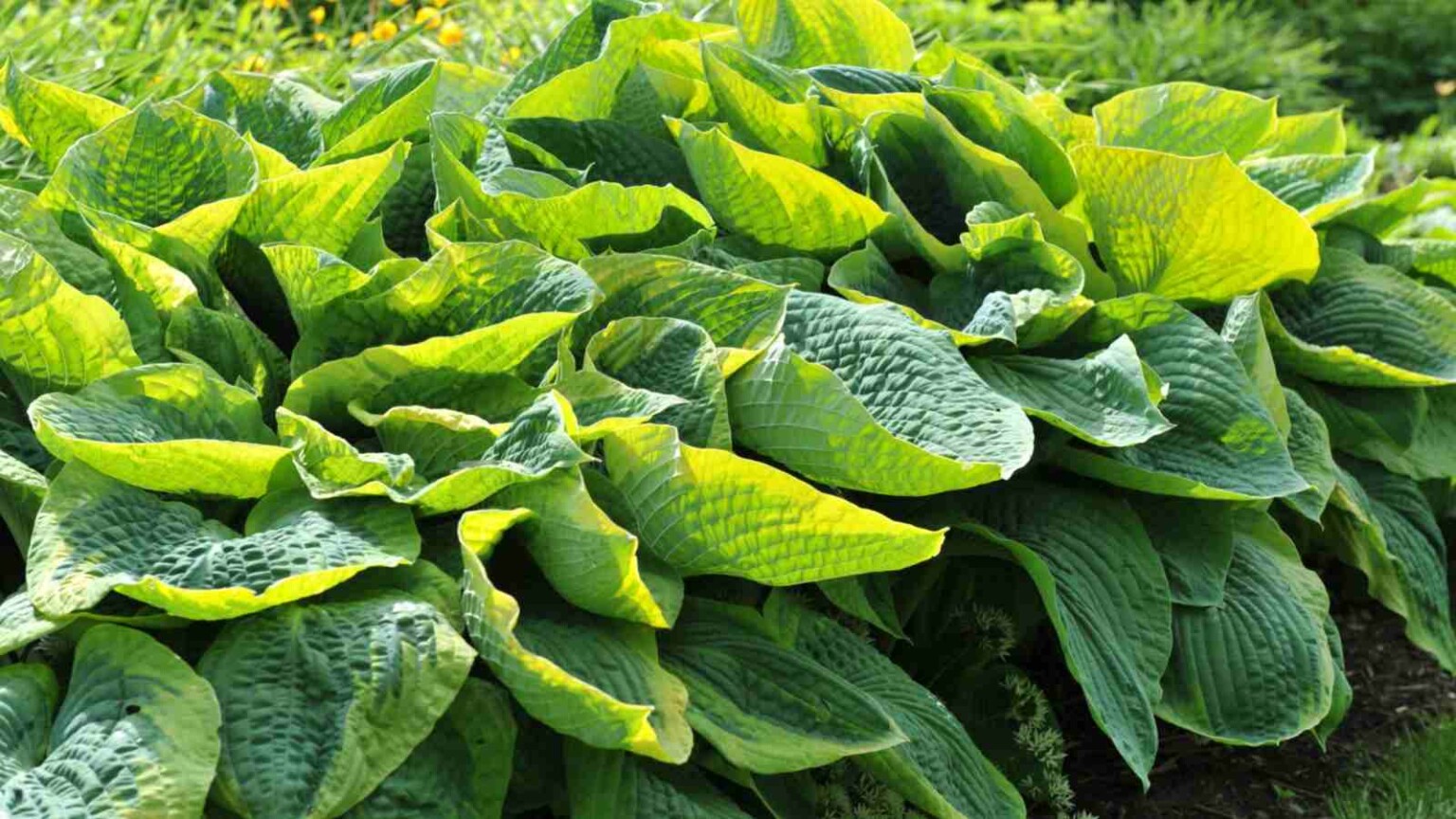 Hostas: How to Plant, Grow, and Care for Hosta Plants