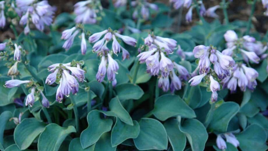 Hostas: How to Plant, Grow, and Care for Hosta Plants