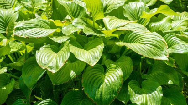 Hostas: How to Plant, Grow, and Care for Hosta Plants