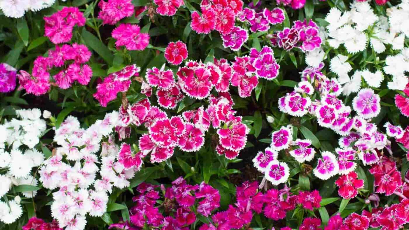 Less Work, More Wow: Creative Low-Effort Garden Borders