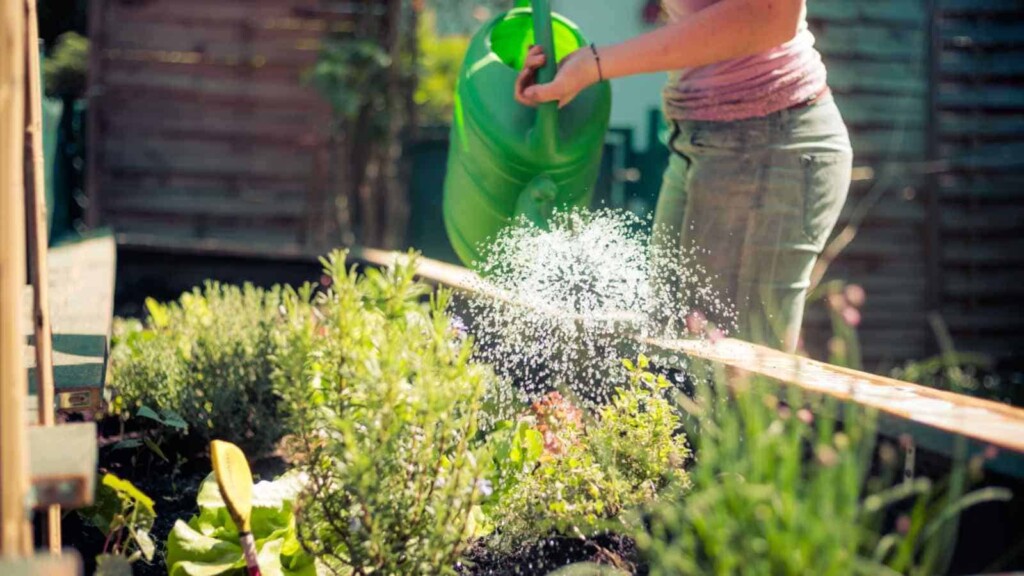 Learn Raised Bed Gardening - Avoid These 10 Common Mistakes