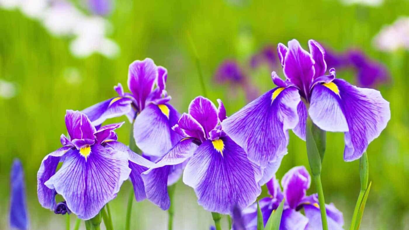 The 32 Best Spring Flowers to Plant in Your Home Garden