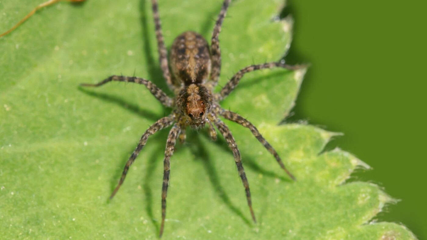 Grass Spiders: Are They Dangerous and How to Get Rid of Them