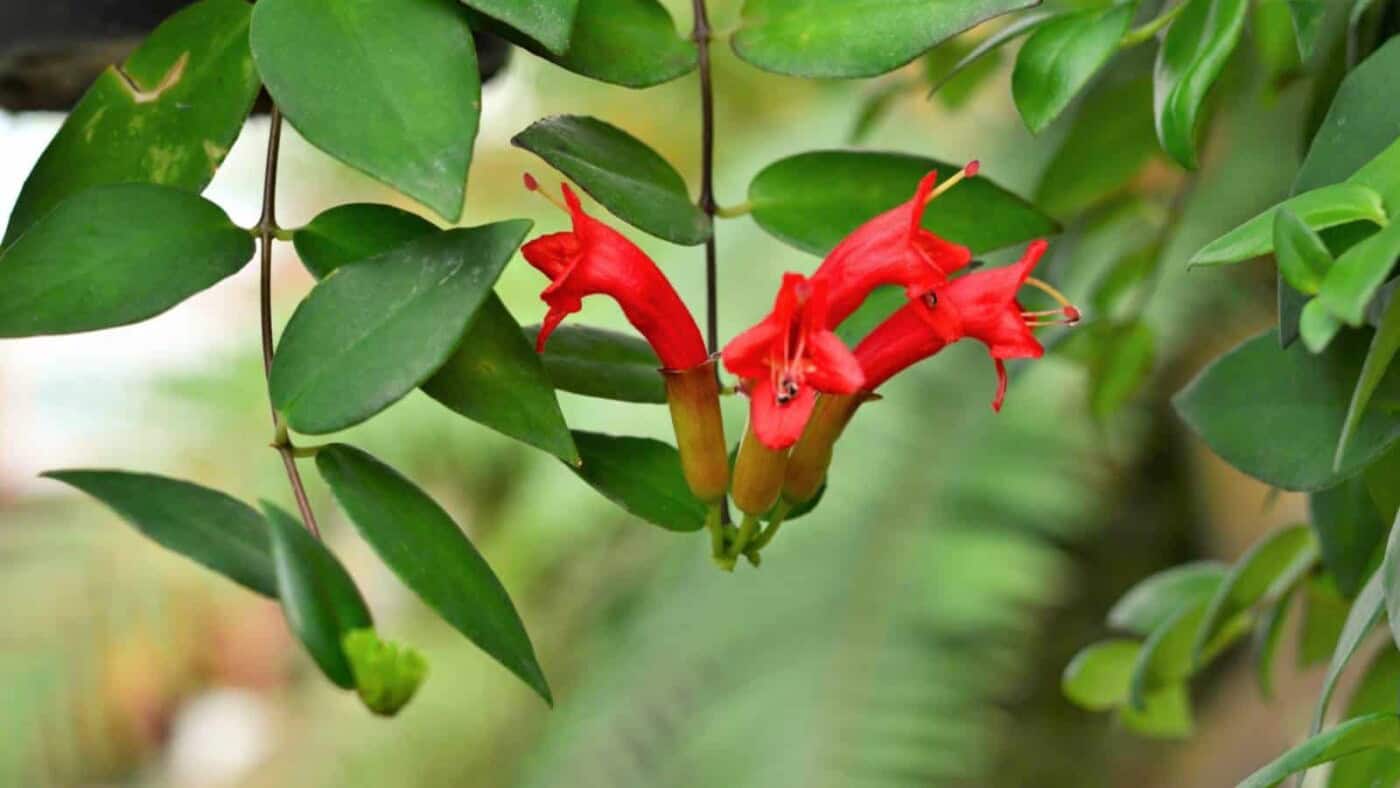 How to Grow and Care for Lipstick Plant (Complete Guide)