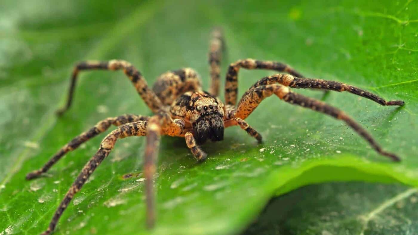 Grass Spiders: Are They Dangerous and How to Get Rid of Them