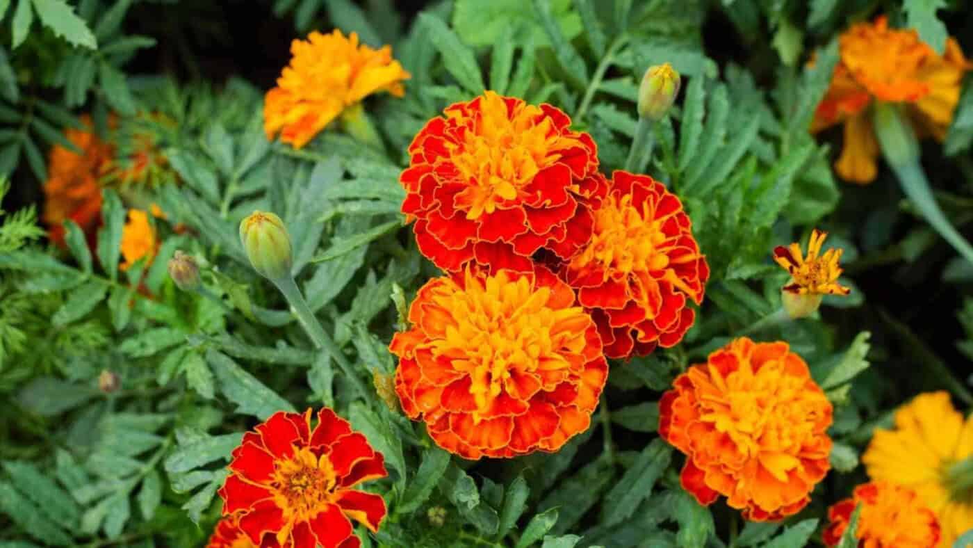 Easy to Grow Flowers: 10 Kinds of Flowers Anyone Can Grow