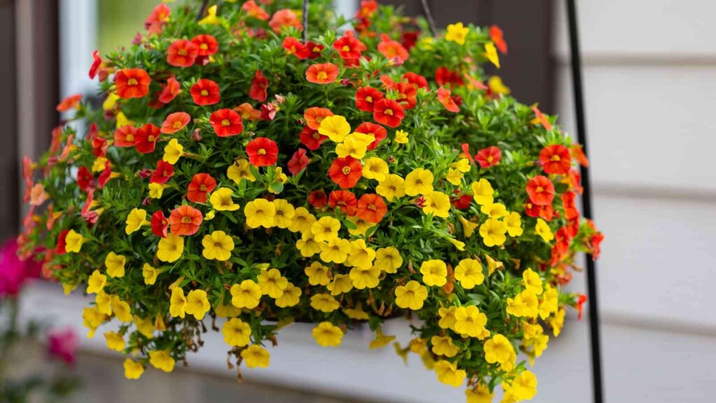 Calibrachoa: How to Plant, Grow, and Care for Million Bells®