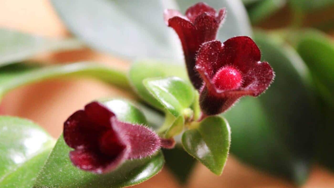 How to Grow and Care for Lipstick Plant (Complete Guide)